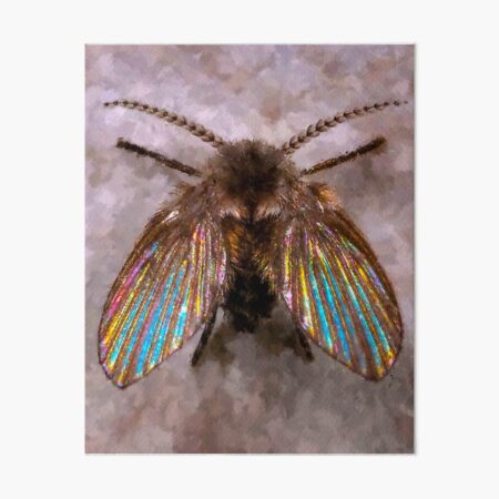 Lámina rígida «Psychodidae Clogmia Albipunctata, lindas moscas de ...