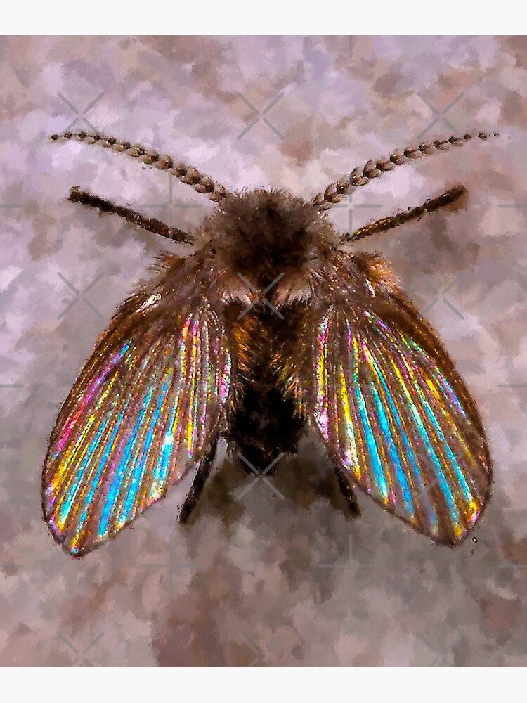 Póster «Psychodidae Clogmia Albipunctata, lindas moscas de drenaje ...