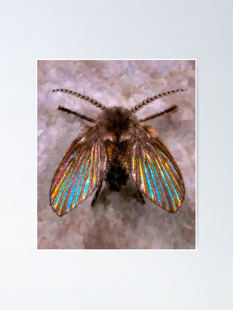 Póster «Psychodidae Clogmia Albipunctata, lindas moscas de drenaje ...