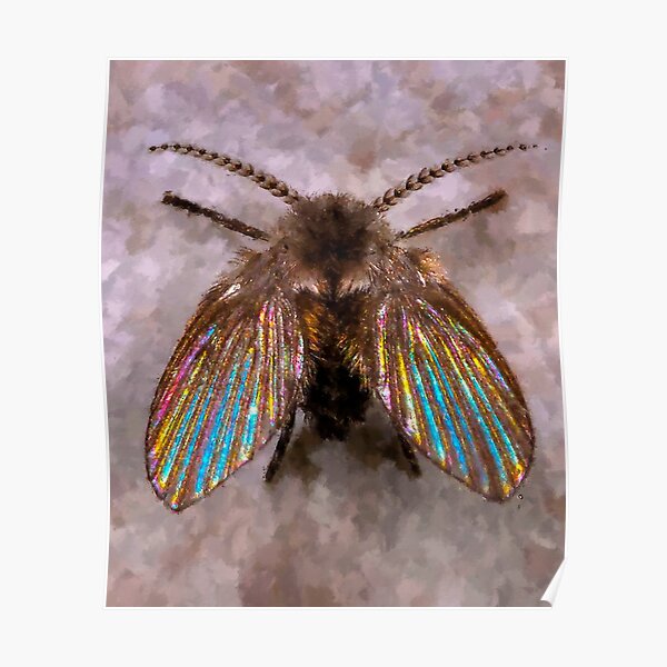 Póster «Psychodidae Clogmia Albipunctata, lindas moscas de drenaje ...