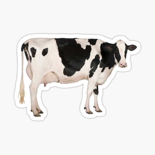 "Dairy Cow " Sticker for Sale by FloridaKeys1984 | Redbubble