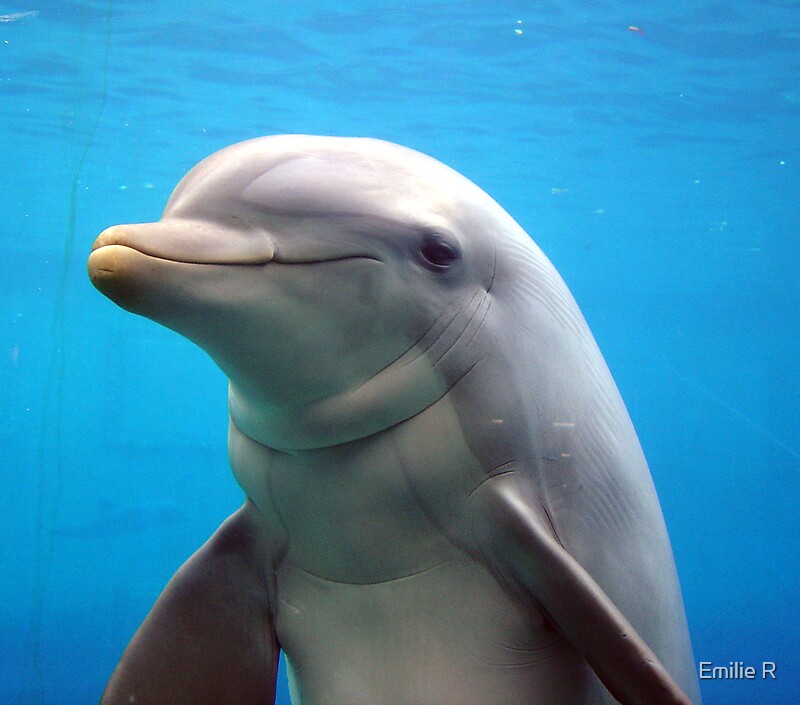 "Dolphin Smile" by Emilie R | Redbubble
