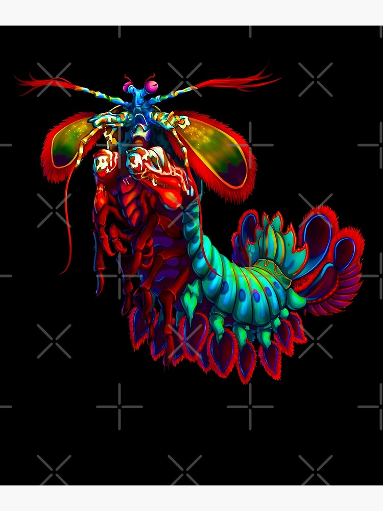 "Rainbow Peacock Mantis Shrimp " Poster for Sale by OtillieArt | Redbubble