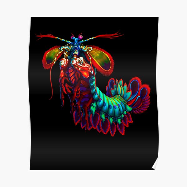 "Rainbow Peacock Mantis Shrimp " Poster for Sale by OtillieArt | Redbubble