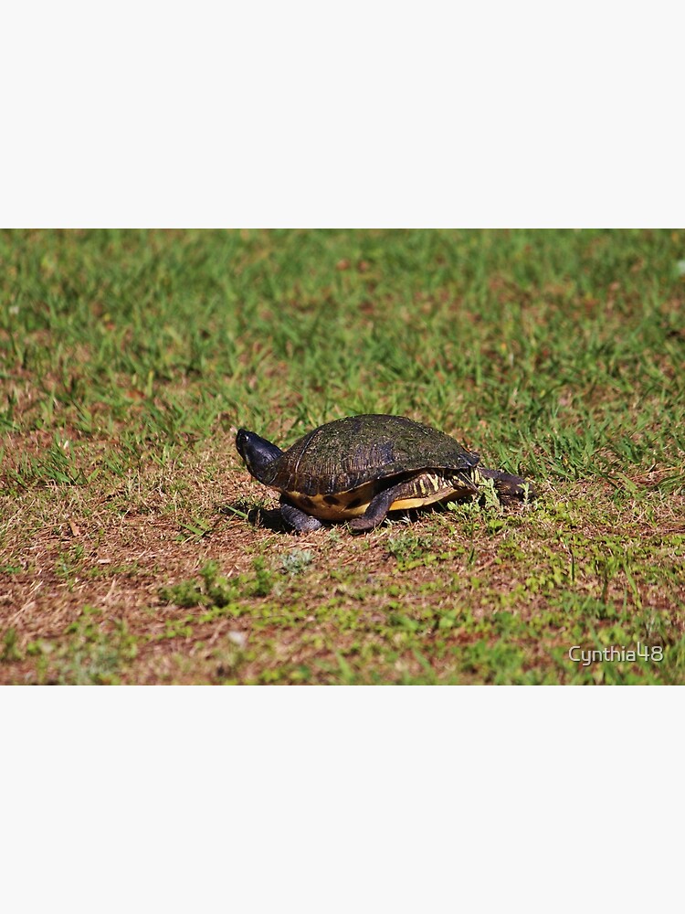 "Jogging Turtle Style" Poster by Cynthia48 | Redbubble