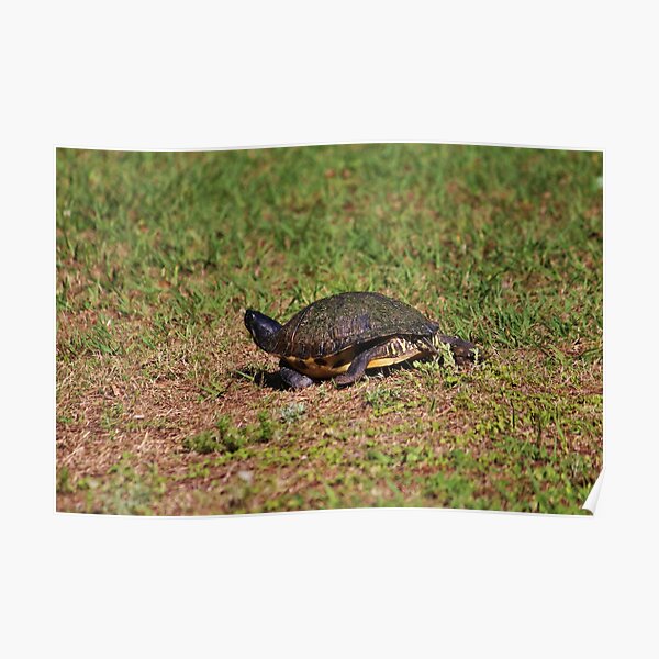 "Jogging Turtle Style" Poster by Cynthia48 | Redbubble