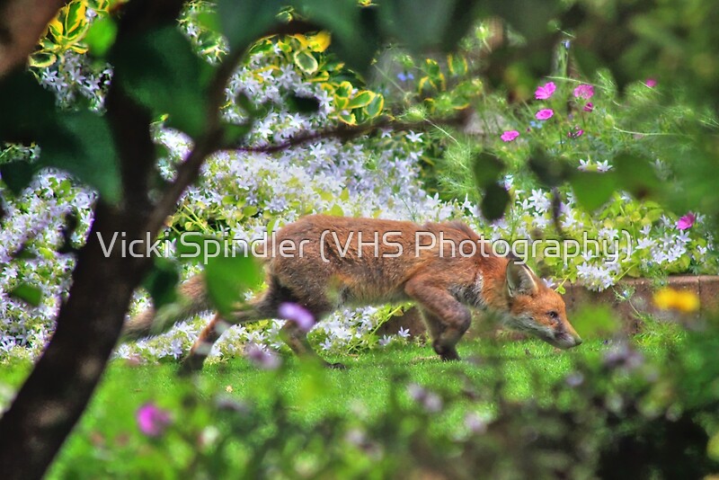 "Fox Cub in my Garden" by Vicki Spindler (VHS Photography) | Redbubble