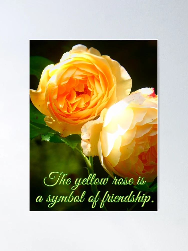 Yellow Rose Friendship Quotes The Meaning Of A Yellow Rose 💛 In Our