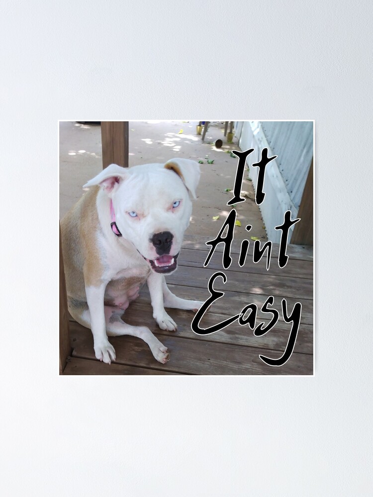 "Princess Beautiful White Pit Bull Dog With Light Blue Eyes It Ain't ...