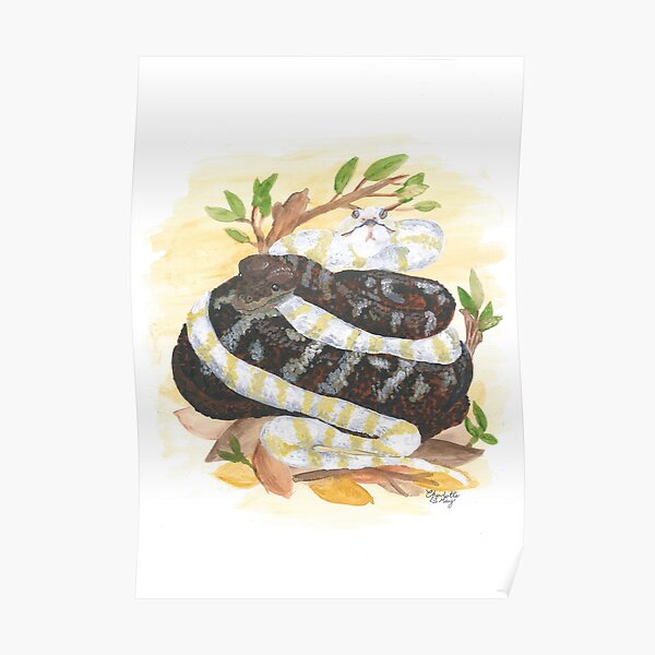"Carpet Pythons" Poster for Sale by wonkiekneeart | Redbubble