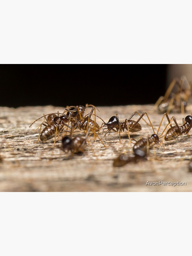 "Unique and organic photo of a colony of conehead termites" Sticker for ...