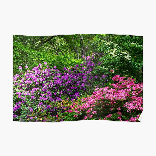 "Rhododendron and Azalea shrubs" Poster for Sale by Joy777 | Redbubble