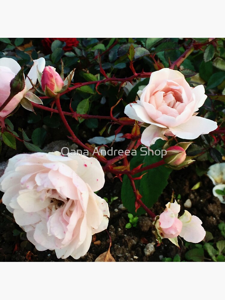 "Pink little roses" Sticker for Sale by o-andreee15 | Redbubble