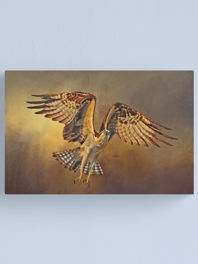 "Flight of The Osprey" Canvas Print for Sale by HHPhotographyFL | Redbubble