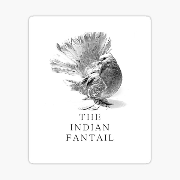 "The Indian Fantail Pigeon Breed " Sticker for Sale by Stevieboy91 ...