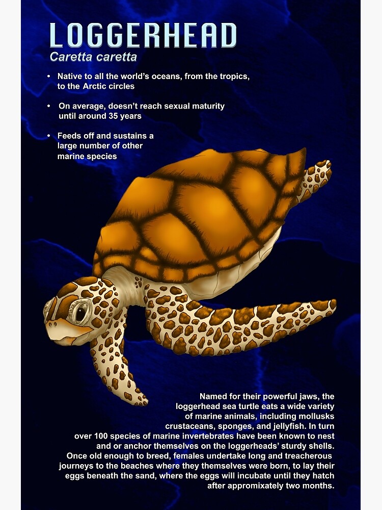 "Loggerhead Sea Turtle Educational Poster" Poster for Sale by ...