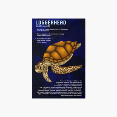 "Loggerhead Sea Turtle Educational Poster" Art Board Print for Sale by ...