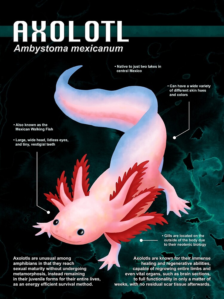 "Axolotl Educational Poster" Art Print for Sale by HighwaterArt | Redbubble