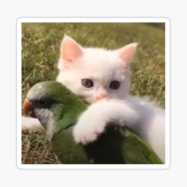 "sticker animal iteration the cat with the bird." Sticker for Sale by ...