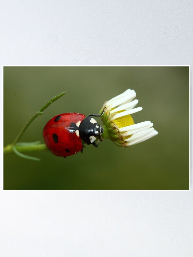 "Cute lady bug investigating a daisy" Poster for Sale by FatosYox ...