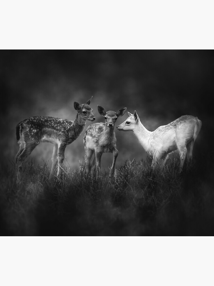 "'Three Little Fawns' - Group of Three Baby Fallow Deer in Monochrome ...