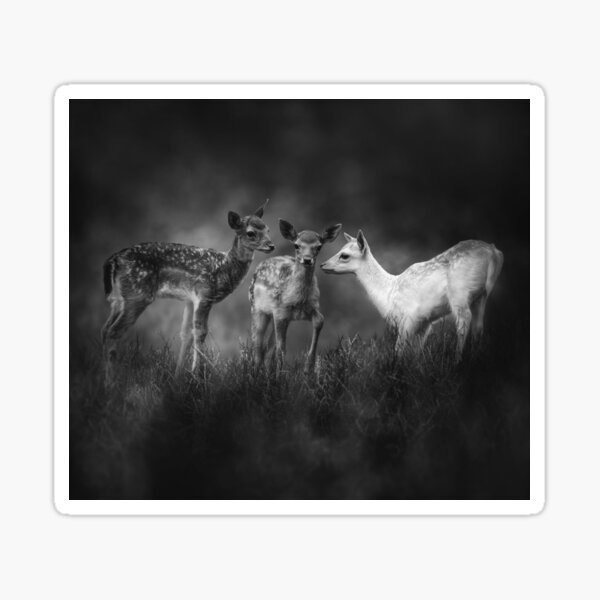 "'Three Little Fawns' - Group of Three Baby Fallow Deer in Monochrome ...