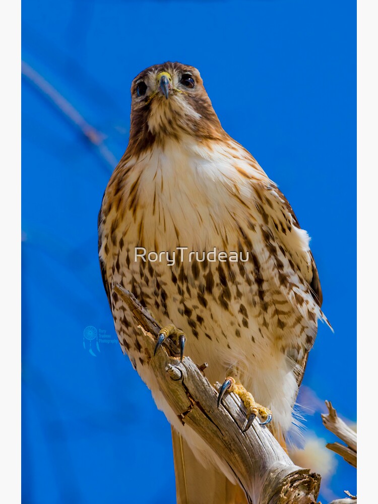"hawk face, portrait body" Sticker for Sale by RoryTrudeau | Redbubble