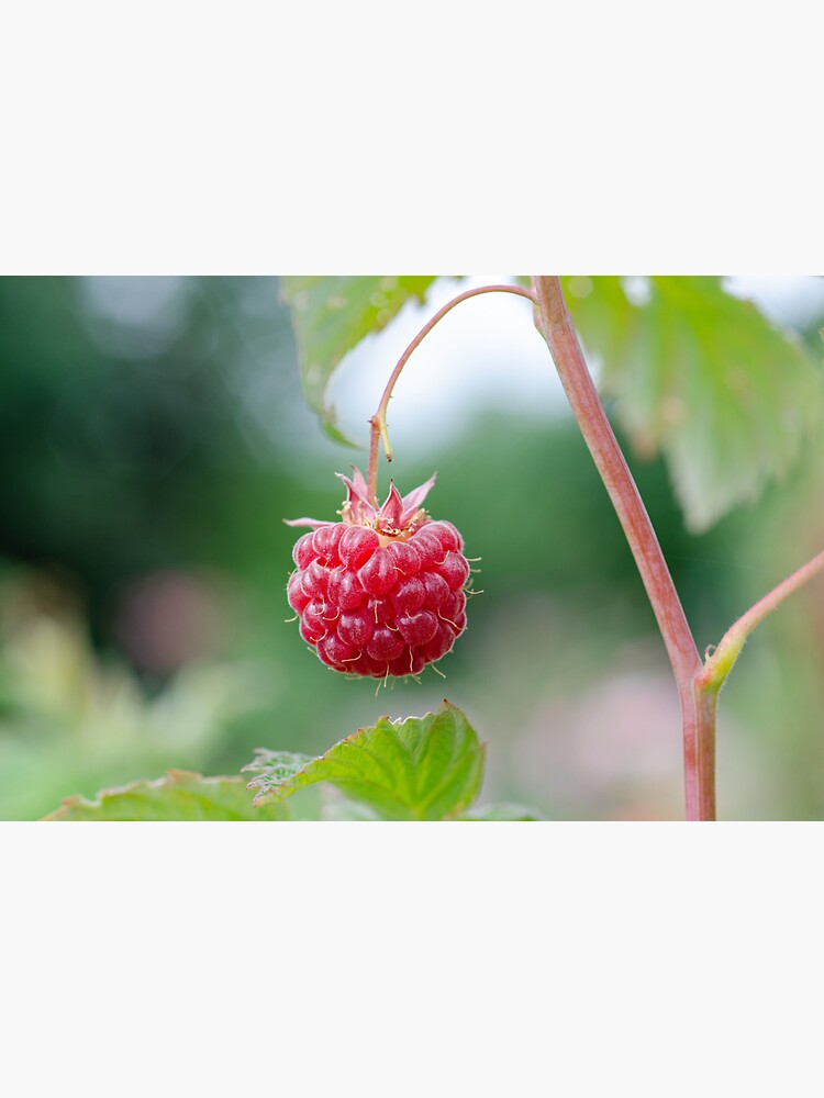 "RASPBERRY" Sticker for Sale by BE-FOCUS | Redbubble