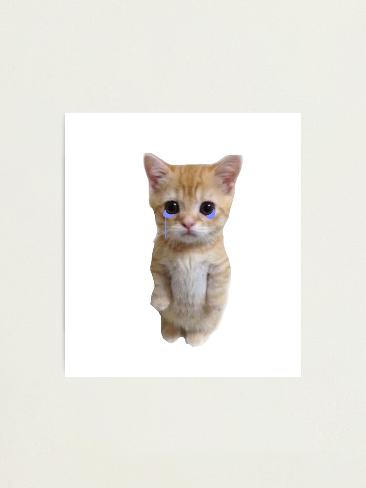 "El Gato Cat Crying" Photographic Print for Sale by Joshua Sang | Redbubble