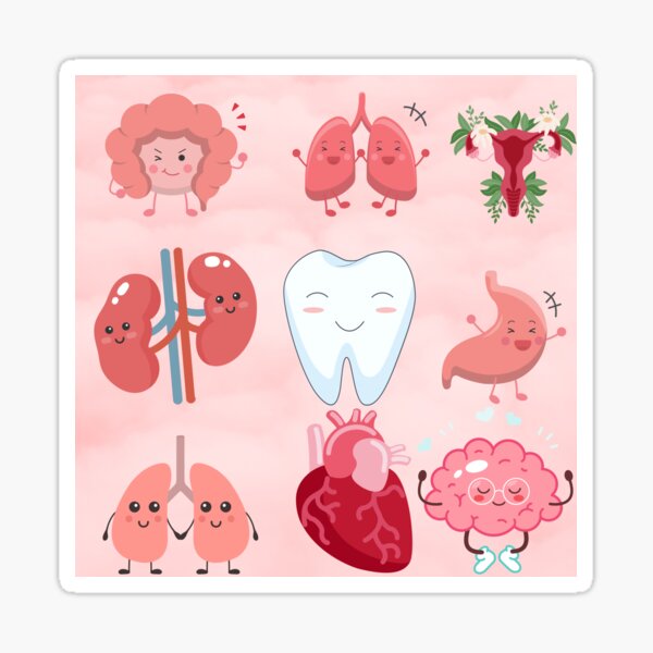 "Funny Medical Organs" Sticker for Sale by MedCreativity | Redbubble