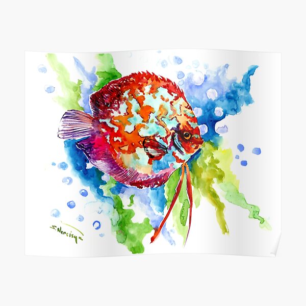 Poster « Illustration de poissons d'aquarium discus arc-en-ciel », par ...