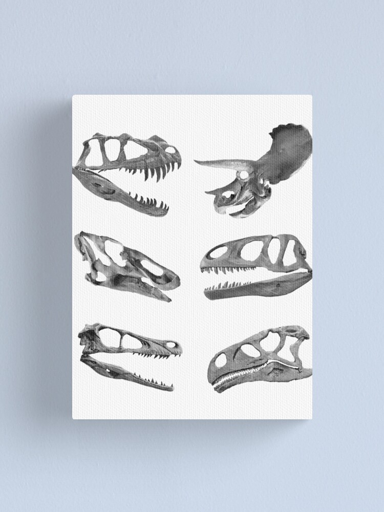 "Carnivorous and herbivorous dinosaur fossil skulls - assortment pack ...