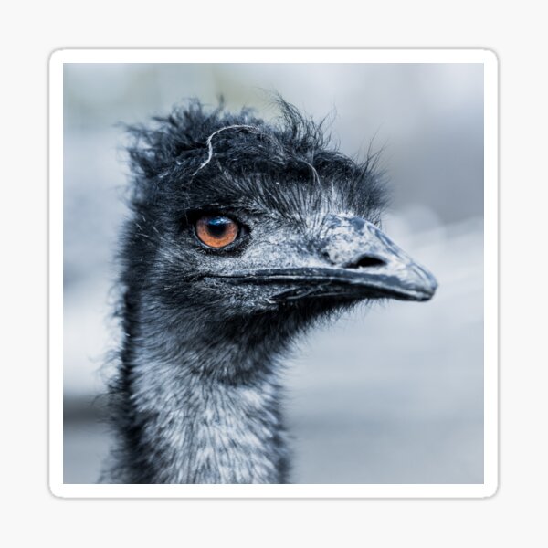 "Portrait of a Pet Emu" Sticker for Sale by Amy-K-Mitchell | Redbubble