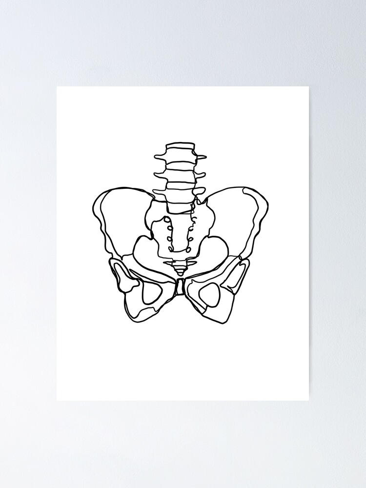 "Pelvis Line Art" Poster for Sale by carrieshea23 | Redbubble