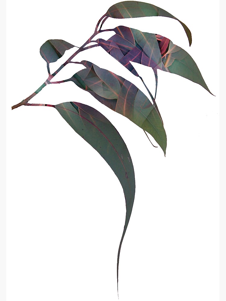 "Gum Leaf Silhouette" Photographic Print for Sale by EucalyptPhoto ...