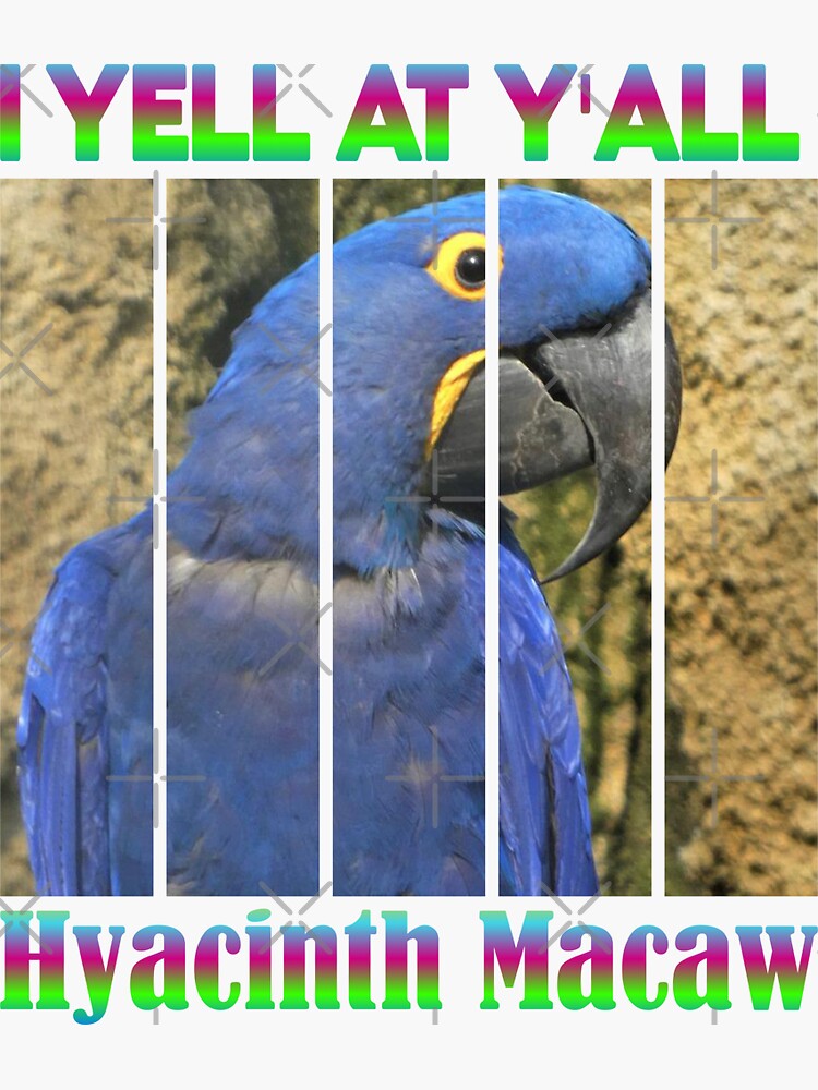 "hyacinth macaw" Sticker for Sale by phys | Redbubble