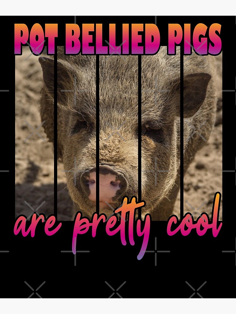"Pot bellied pigs are pretty cool" Poster for Sale by phys | Redbubble