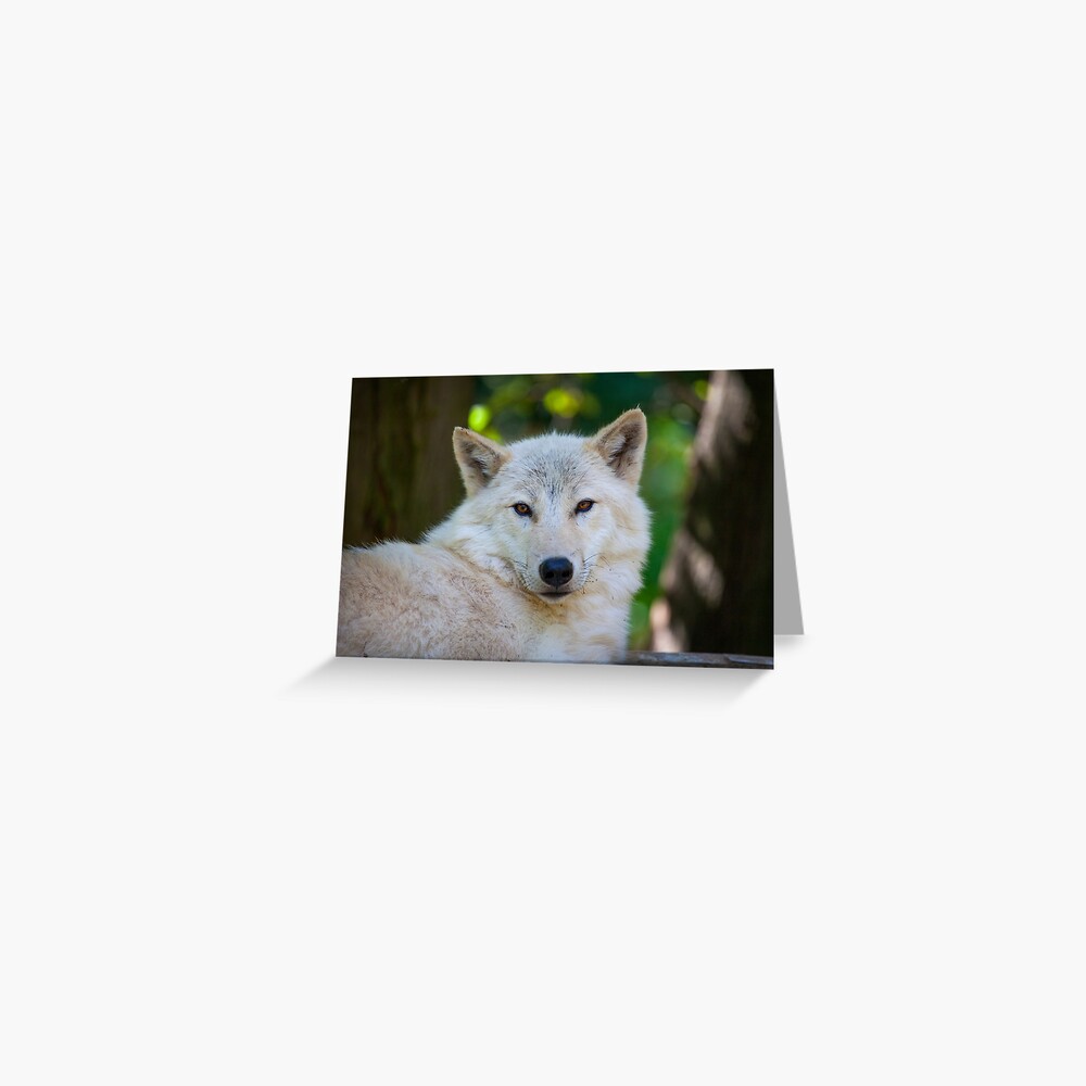 "Arctic Wolf Stare" Greeting Card for Sale by TVD-Photography | Redbubble