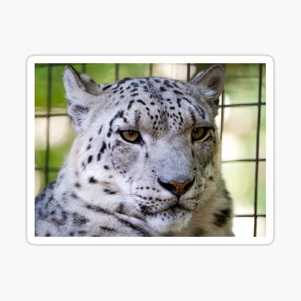 "Snow Leopard" Sticker for Sale by photobytableau | Redbubble