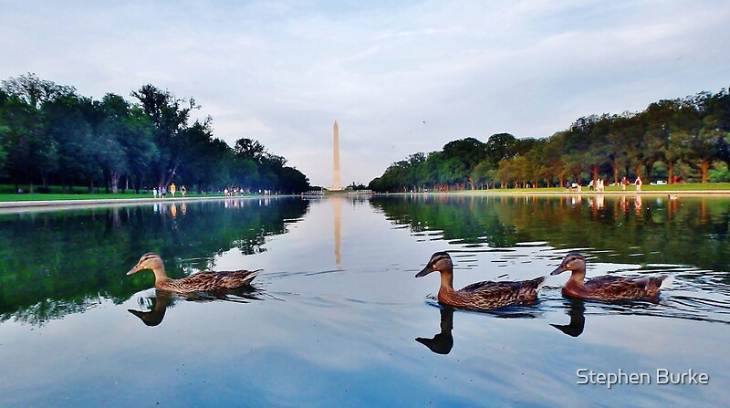 "DC ducks" by Stephen Burke | Redbubble