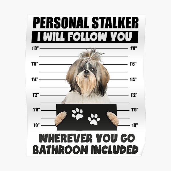 Póster «Memes divertidos de los refranes del cachorro de Shih Tzu ...