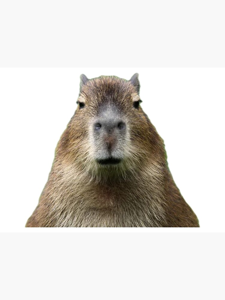 "Capybara face" Poster for Sale by Cool-Clothing- | Redbubble