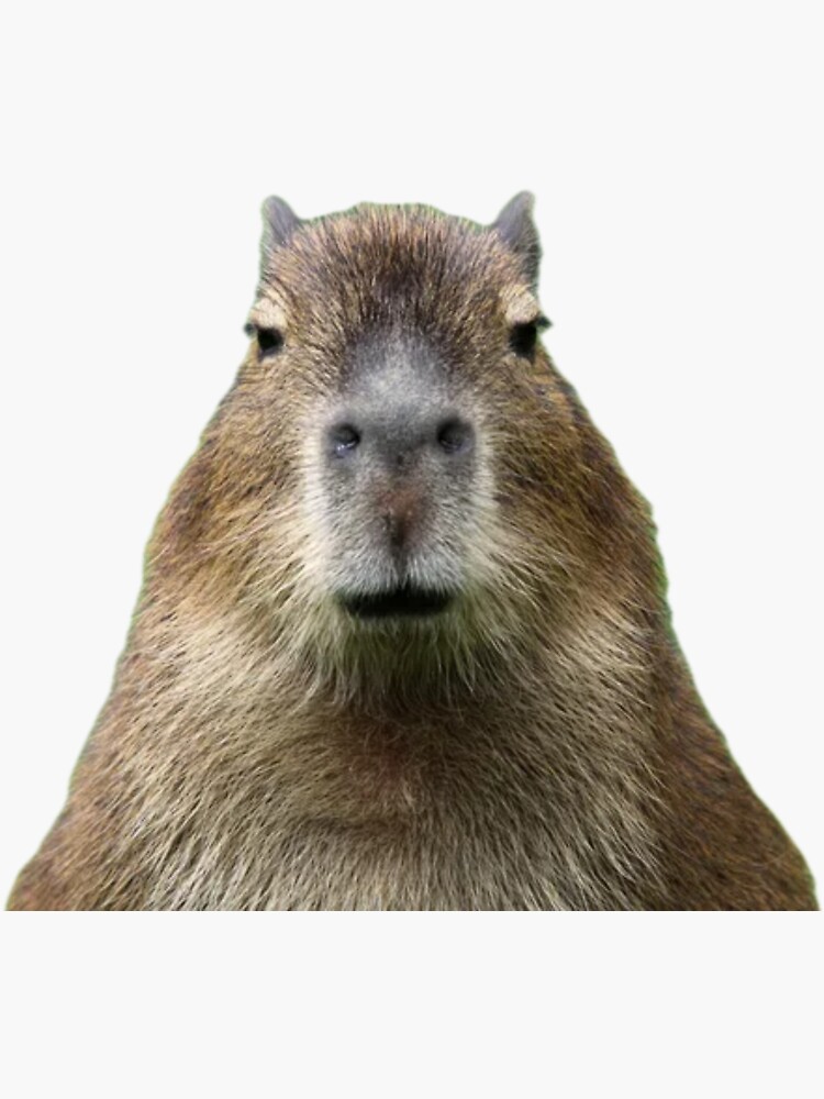 "Capybara face" Sticker for Sale by Cool-Clothing- | Redbubble
