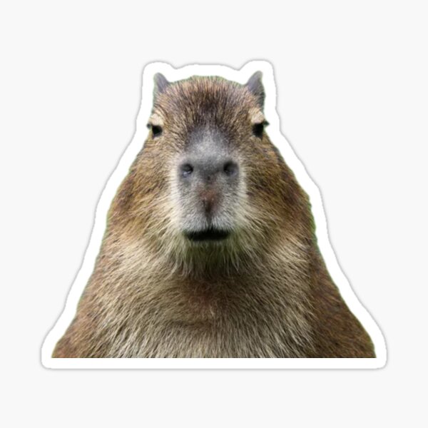 "Capybara face" Sticker for Sale by Cool-Clothing- | Redbubble