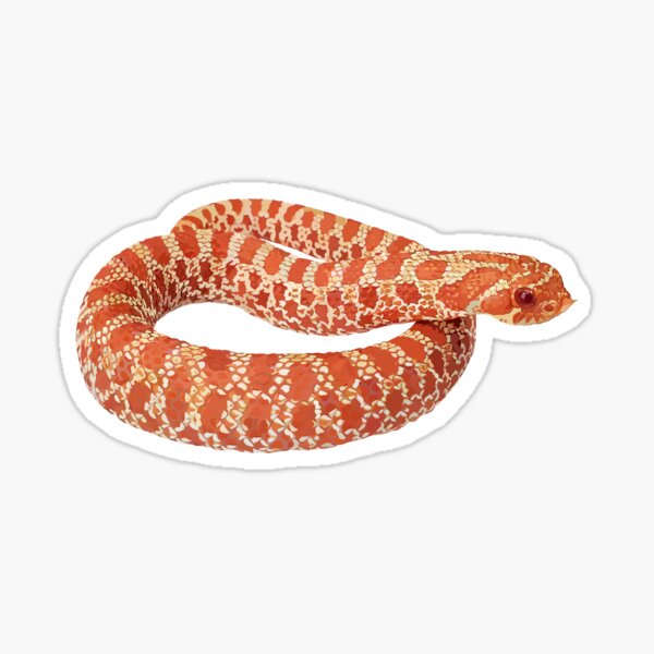 "Diablo western hognose" Sticker for Sale by Ashelyford1 | Redbubble