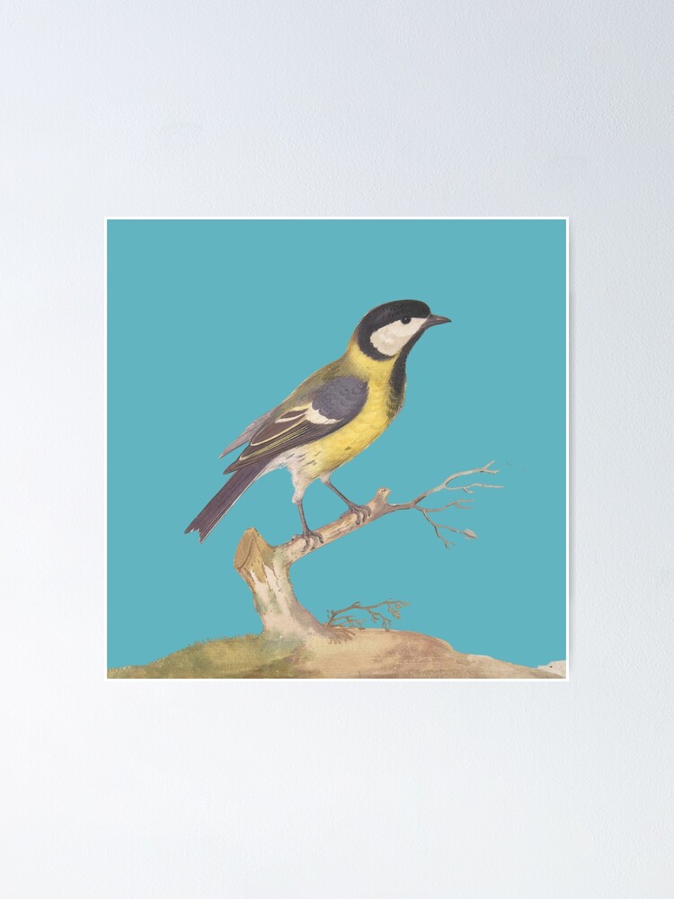 "Great Titmouse Bird with Blue " Poster for Sale by FlippinTurtles ...