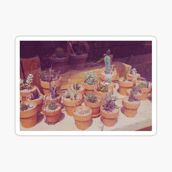 "Cacti in Terracotta Pots" Sticker for Sale by Dotsandstripes | Redbubble