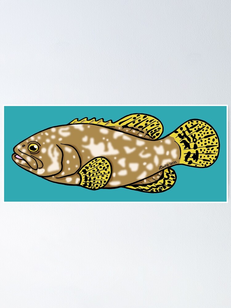 Queensland Grouper Diagram