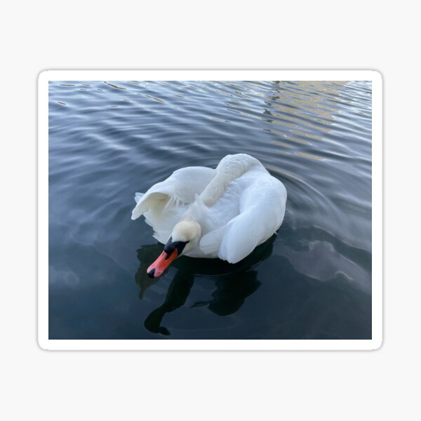 "Swan • Light Blue & Grey • II" Sticker for Sale by Mortinus | Redbubble