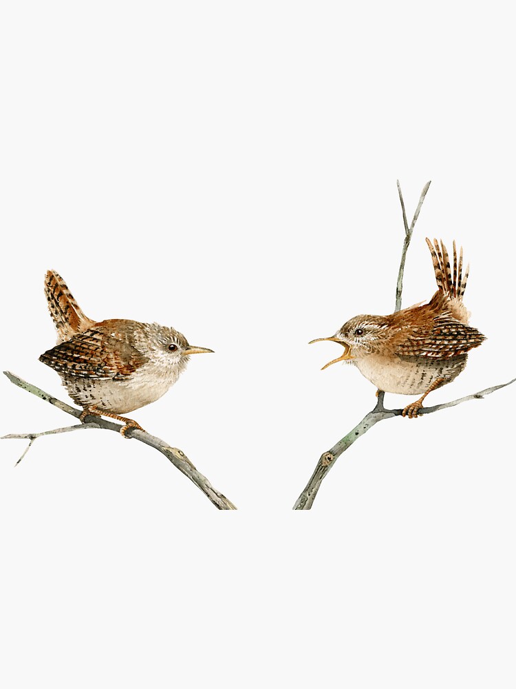 "Angry Wrens" Sticker for Sale by TracyLizotte | Redbubble